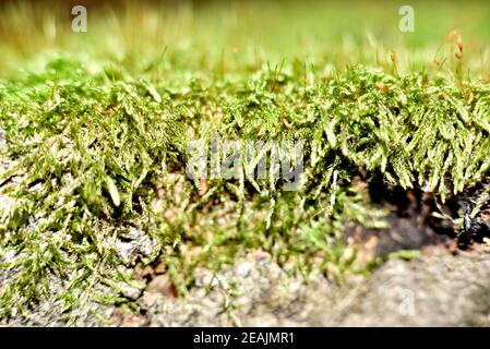 green moss in forest mulch enlarged Stock Photo - Alamy
