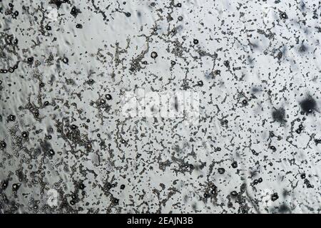 Orange mold spores under the light microscope, uncolored mold sample ...