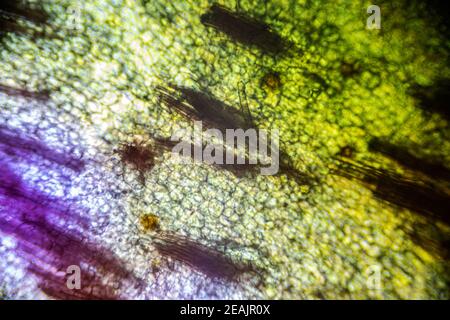 A ginger root under the light microscope with a magnification of 100 ...