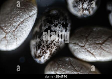 Chia seeds close up under the light microscope, magnification 40 times ...