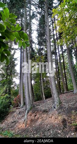 wood, forest, nature, trunk, wood, trunk, tribes, lumbers, forest ...