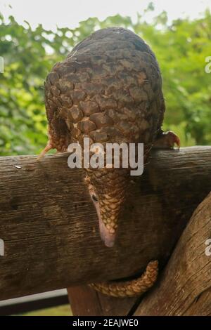 trenggiling climbs over wooden construction. Pangolin Manis javanica ...