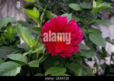 Red dahlia flower in green garden.Kerala,India Stock Photo - Alamy