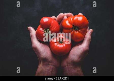 Hands hold a ripe red tomato and a bright yellow pepper in a garden ...