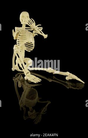 Anatomy, human complete bone skeletal structure front and lateral with ...