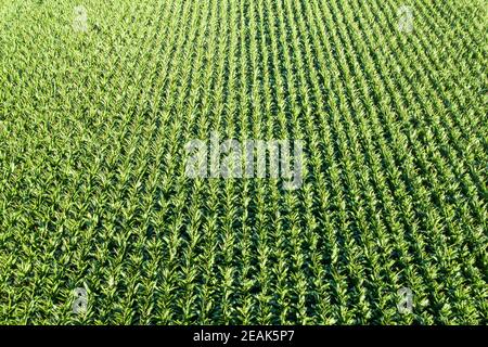 aerial view of corn field Stock Photo - Alamy
