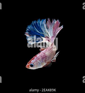 Beautiful half moon red Betta splendens, Siamese fighting fish or Pla ...