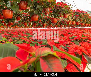 Bright red poinsettia flowers growing in the sunny summer garden Stock ...