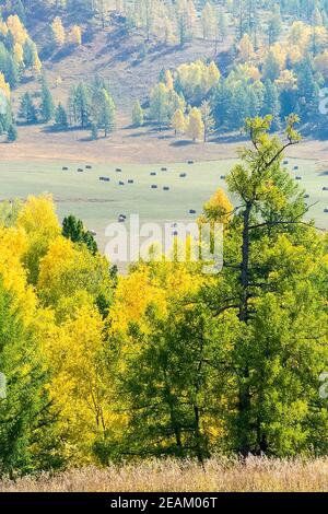 The vast wilderness of the Altai Mountains in western Mongolia is home ...