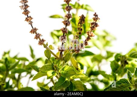 Holy basil with ripe seeds Stock Photo - Alamy