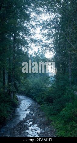 A beautiful forest area with mossy trees Stock Photo - Alamy