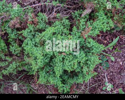 A selective closeup focus of sharp thorns on a stem in a forest Stock ...