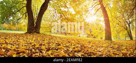 Trees with multicolored leaves on the grass in the park. Maple foliage ...