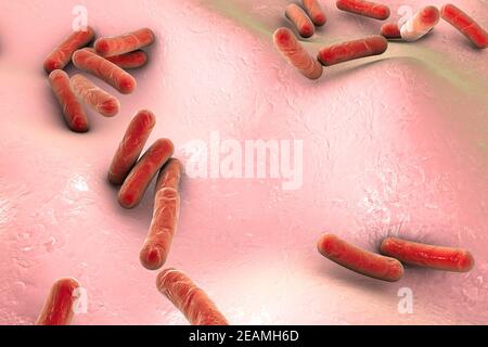 Rod-shaped bacteria on skin or mucous membrane, Escherichia coli Stock ...