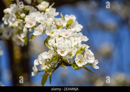 Blooming wild pear in the garden. Spring flowering trees. Pollination ...