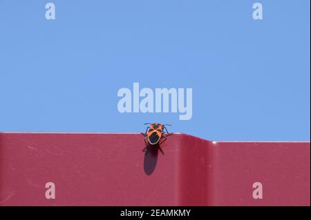 Little red bug climbs through a red fence Stock Photo - Alamy
