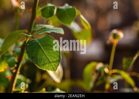 Generic Foliage at sunset 2 Stock Photo - Alamy