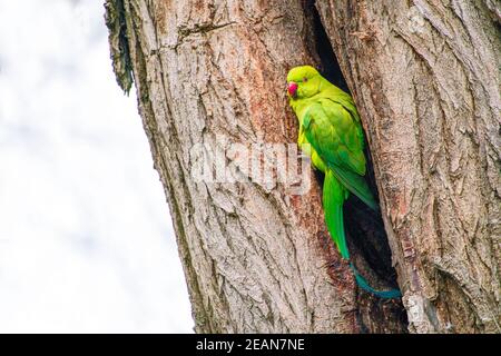 Big green parrot in a hollow Stock Photo - Alamy