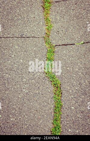 A vertical shot of a cracked pavement Stock Photo - Alamy