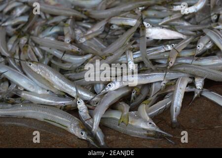 huge bunch of needle fish sale half beak fish sal ein indian fish ...