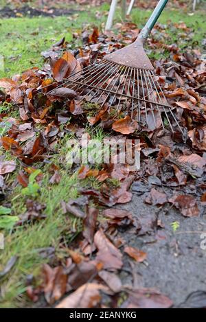 Fallen autumn leaves along grass sidewalk Stock Photo - Alamy