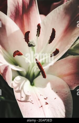 Lily flower macro view. Colorful background wallpaper Stock Photo - Alamy