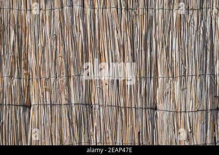 Reed stalks wallpaper. Grass straw background. Grass close up texture ...