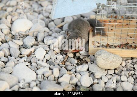 A fat dormouse with trap Stock Photo - Alamy