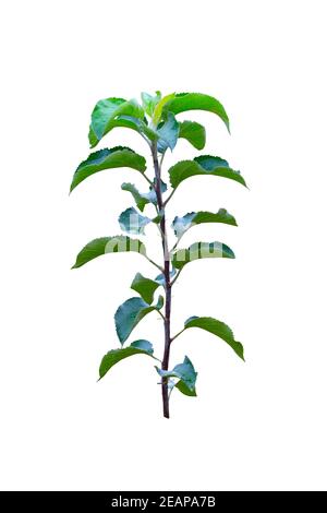 Apple tree sapling branch Stock Photo - Alamy