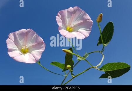 Ackerwinde; Convolvulus, arvensis Stock Photo - Alamy