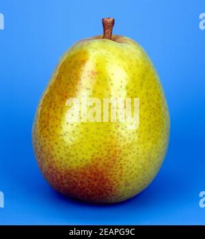 Birne (Pyrus communis ALEXANDER LUCAS Stock Photo - Alamy