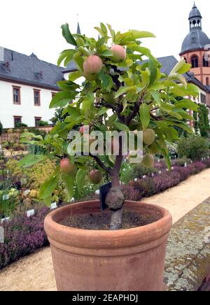 Gloster Apfel Stock Photo - Alamy