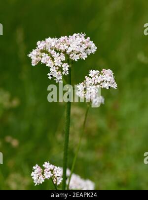 Baldrian; Baldrianbluete; Valeriana; officinalis Stock Photo - Alamy