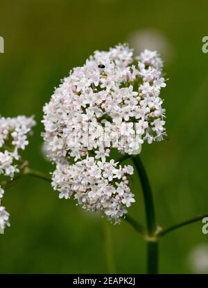 Baldrian; Baldrianbluete; Valeriana; officinalis Stock Photo - Alamy