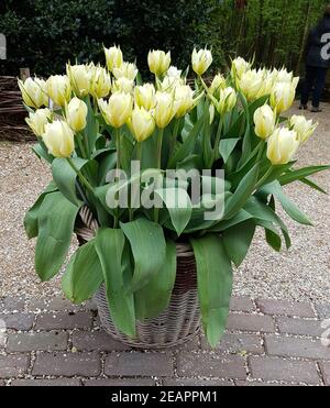 Flowers, Tulipa, Tulip Exotic Emperor Stock Photo - Alamy