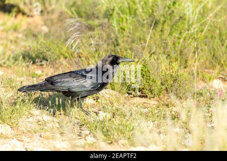 Cape Crow or Black Crow (Corvus capensis), Hwange National Park ...