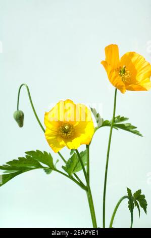 Scheinmohn, Meconopsis, cambrica Stock Photo - Alamy