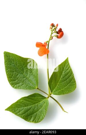 Feuerbohnenbluete Feuerbohne Phaseolus coccineus Stock Photo - Alamy