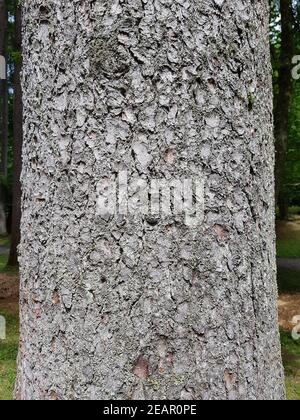 Fichte; Stamm, Rinde, Picea; abies Stock Photo - Alamy