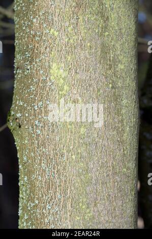 Lindenbaum, Stamm, Rinde, tree, trunk, bark Stock Photo - Alamy