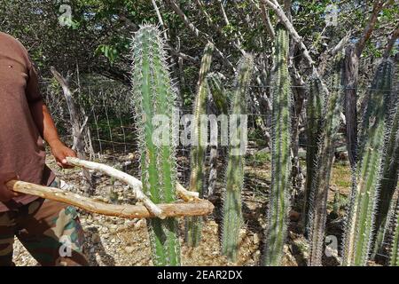 Fence construction from cacti, demonstration of an old traditional craft Stock Photo - Alamy