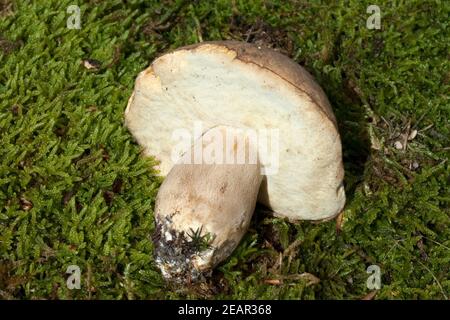 Gallenroehrling, Tylopilus, felleus Stock Photo - Alamy