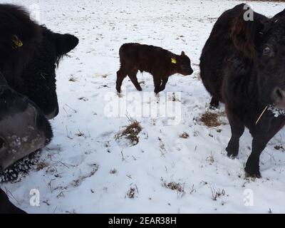 Galloways, Rinder, Winter Stock Photo - Alamy