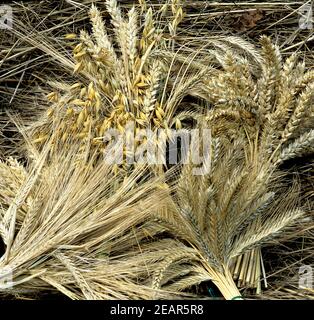 Getreidekoerner, Getreidekorn, Hafer, Weizen, Roggen, Gerste ...