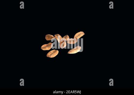 Mammutbaum, Samen, Zapfen, Sequoiadendron Stock Photo - Alamy