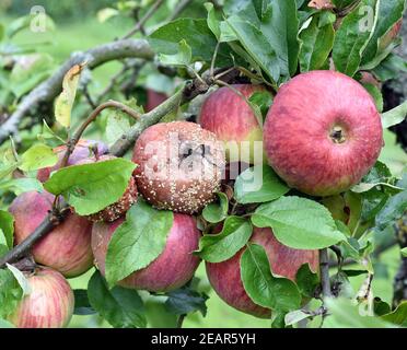 Verfaulter Apfel *** Rotten apple Stock Photo - Alamy