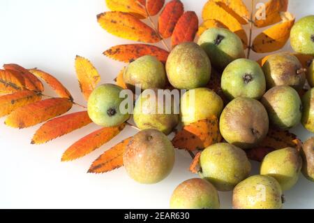 Speierling, Sorbus domestica, Heilpflanzen, Fruechte, Obst Stock Photo ...