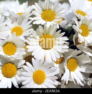 Margariten; Wiesen-Margeriten; Leucanthemum; vulgare Stock Photo - Alamy