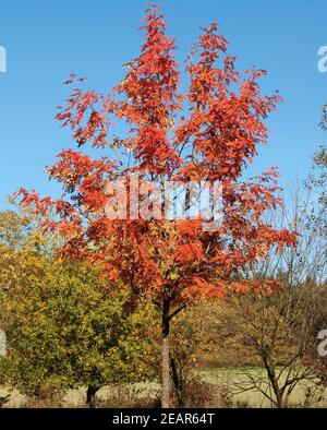 Speierling; Sorbus; domestica; Herbst Stock Photo - Alamy