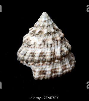 Sea snails, Astraea Stock Photo - Alamy
